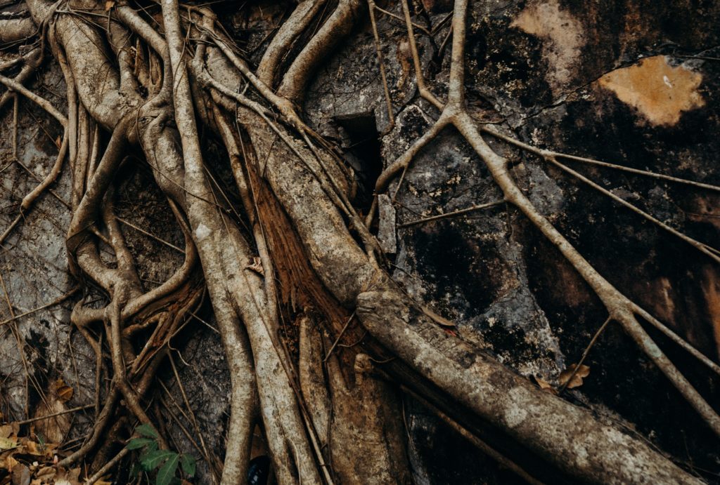 5 Surprising Facts About Ginseng - Dr. Alexander Heyne